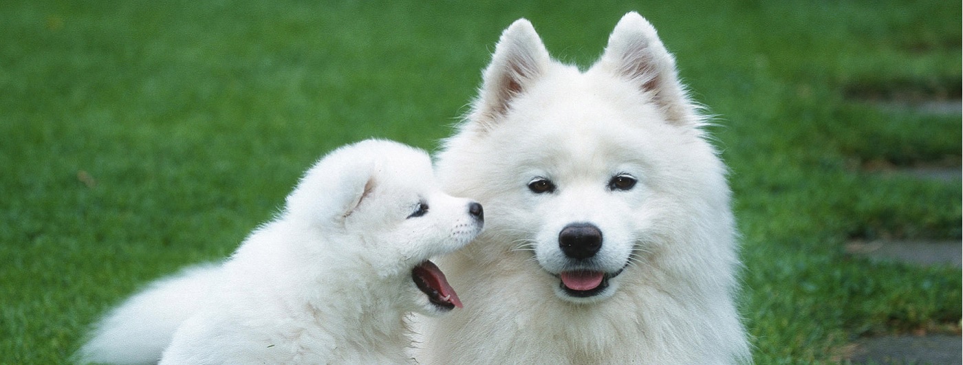 Doggy Daycare, Dog Boarding Facilities Kennels in Southern River